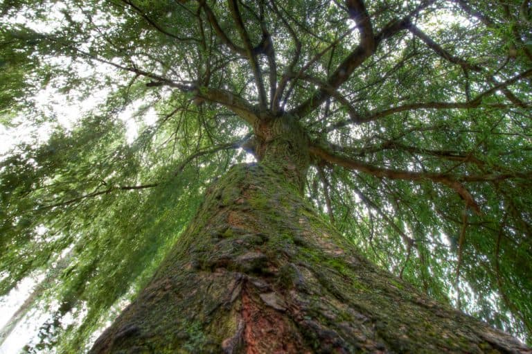 4-6-11-oxford-tree - Brentwood Associates